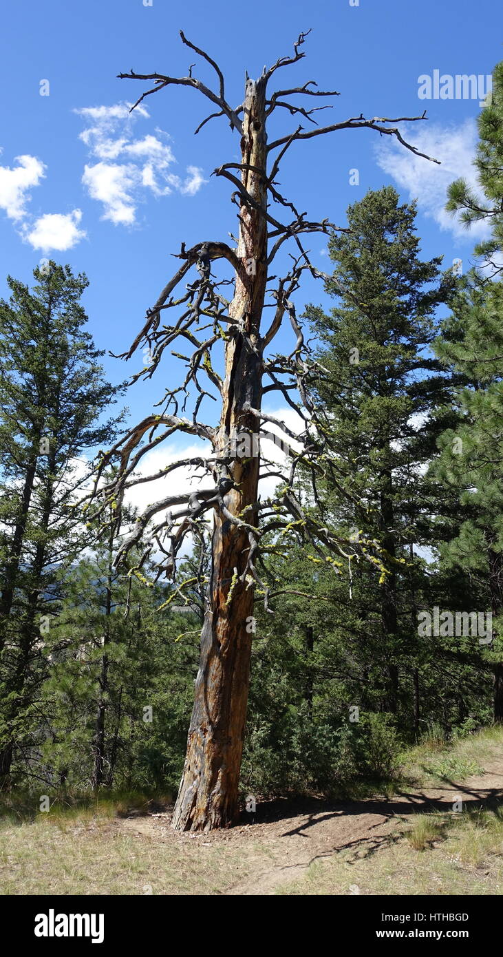 Canada bc vertical hi-res stock photography and images - Alamy