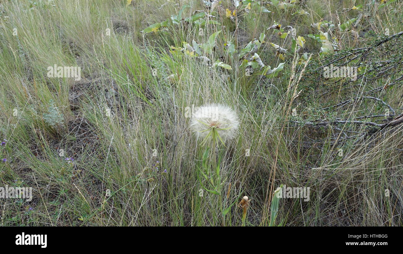Dandelion In BC, Canada Stock Photo - Alamy