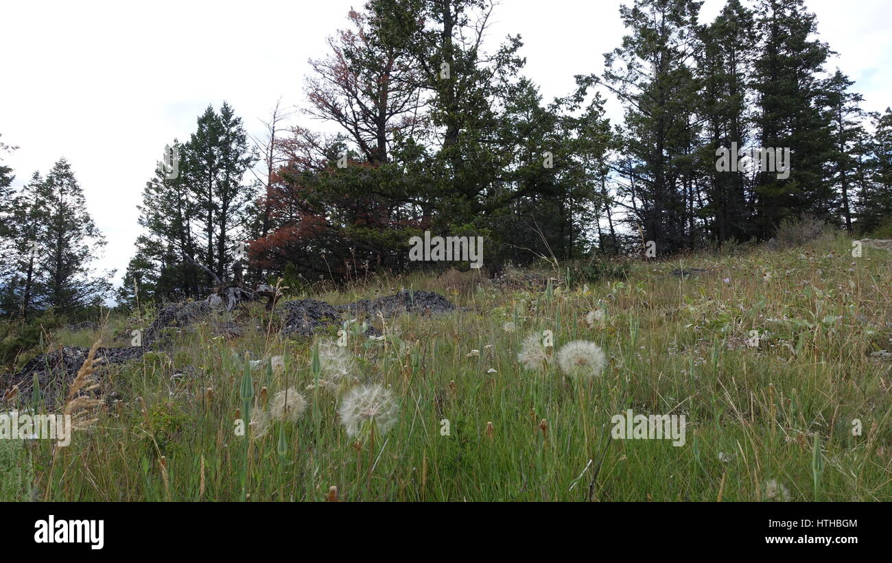 Dandelion In BC, Canada Stock Photo - Alamy