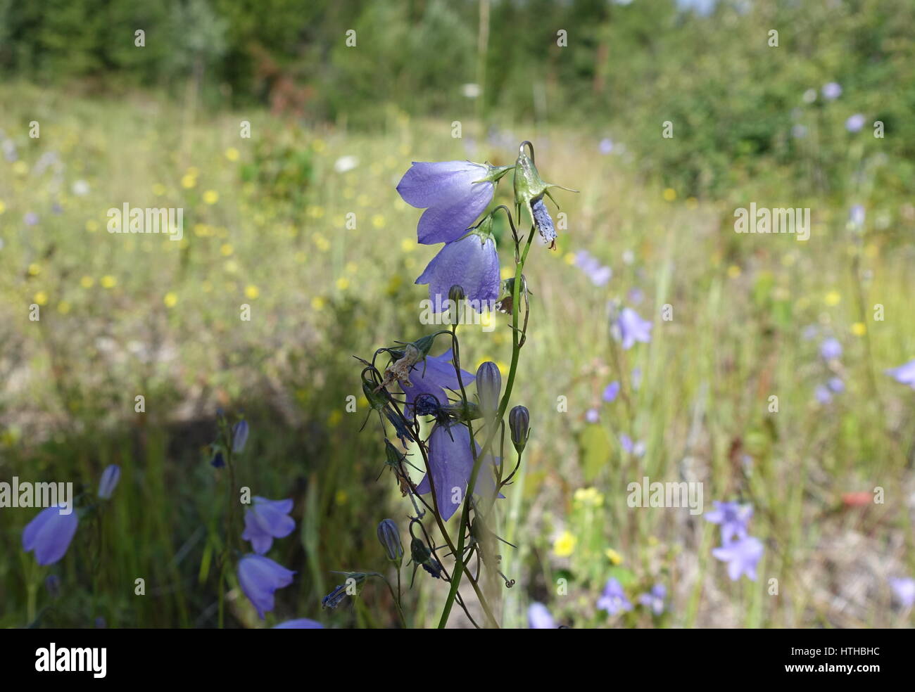 Purple Bell Wild Flower in BC, Canada Stock Photo - Alamy