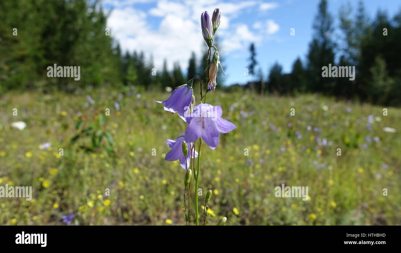Purple Bell Wild Flower in BC, Canada Stock Photo - Alamy