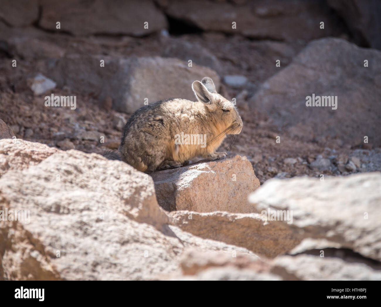 The Southern Viscacha is a species of the rodent in the family ...