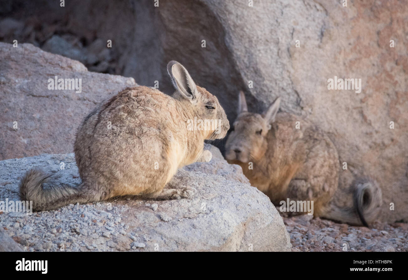 The Southern Viscacha is a species of the rodent in the family ...