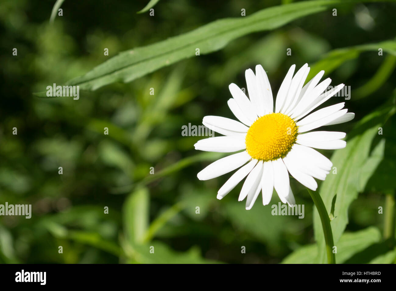 Off white flower hi-res stock photography and images - Alamy