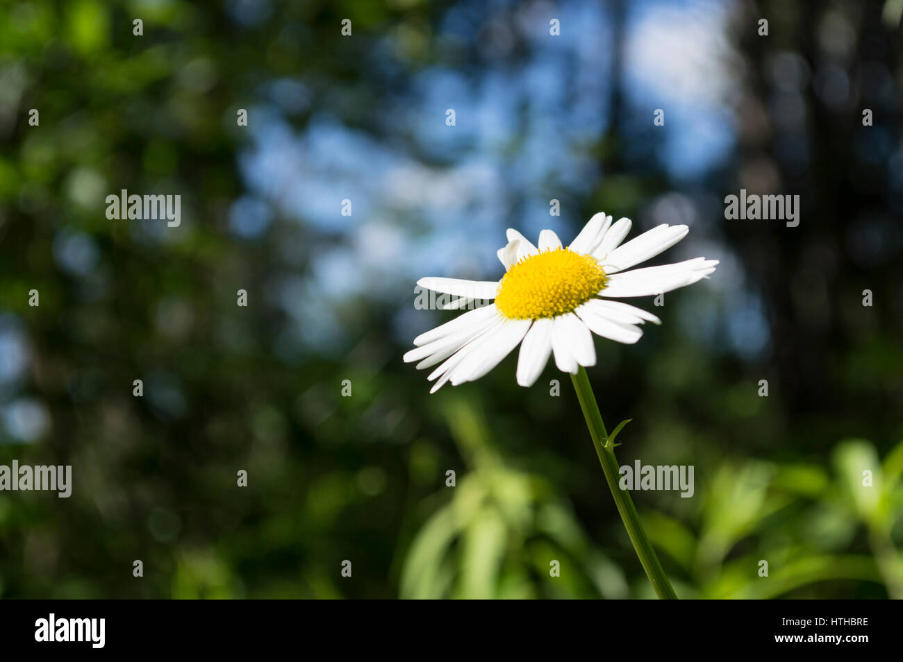 Single White Flower Stock Photo - Alamy