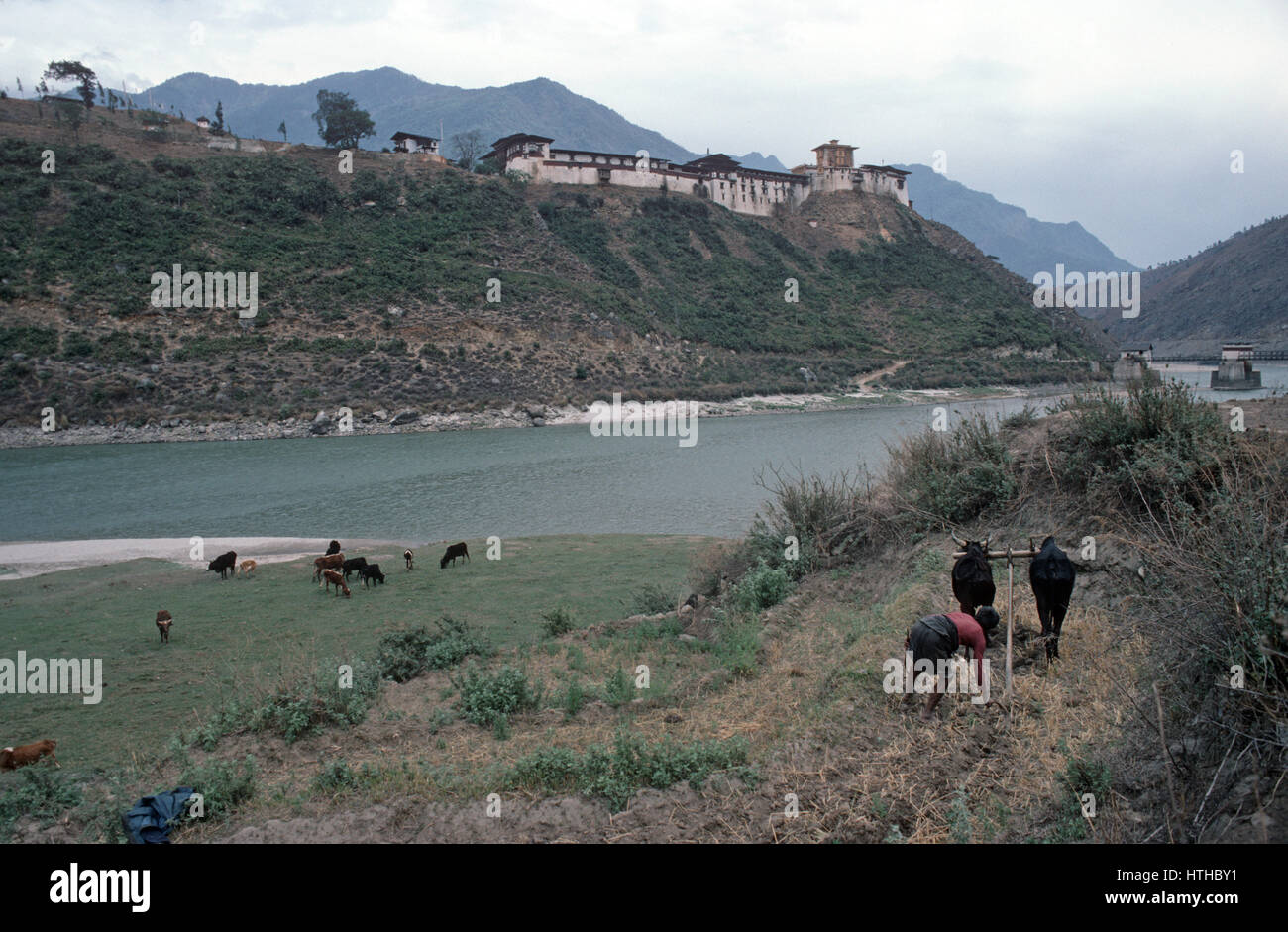 Oxen ploughing in Wangdiphodrang valley with Wangdiphodrang Dzong ...