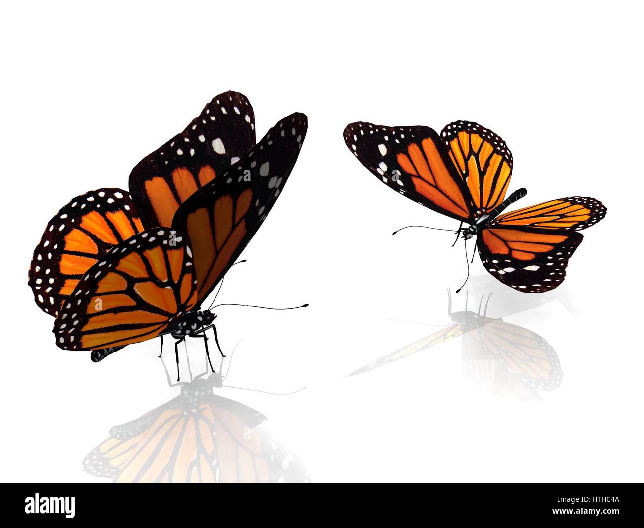 the beautiful butterfly with wings Stock Photo - Alamy