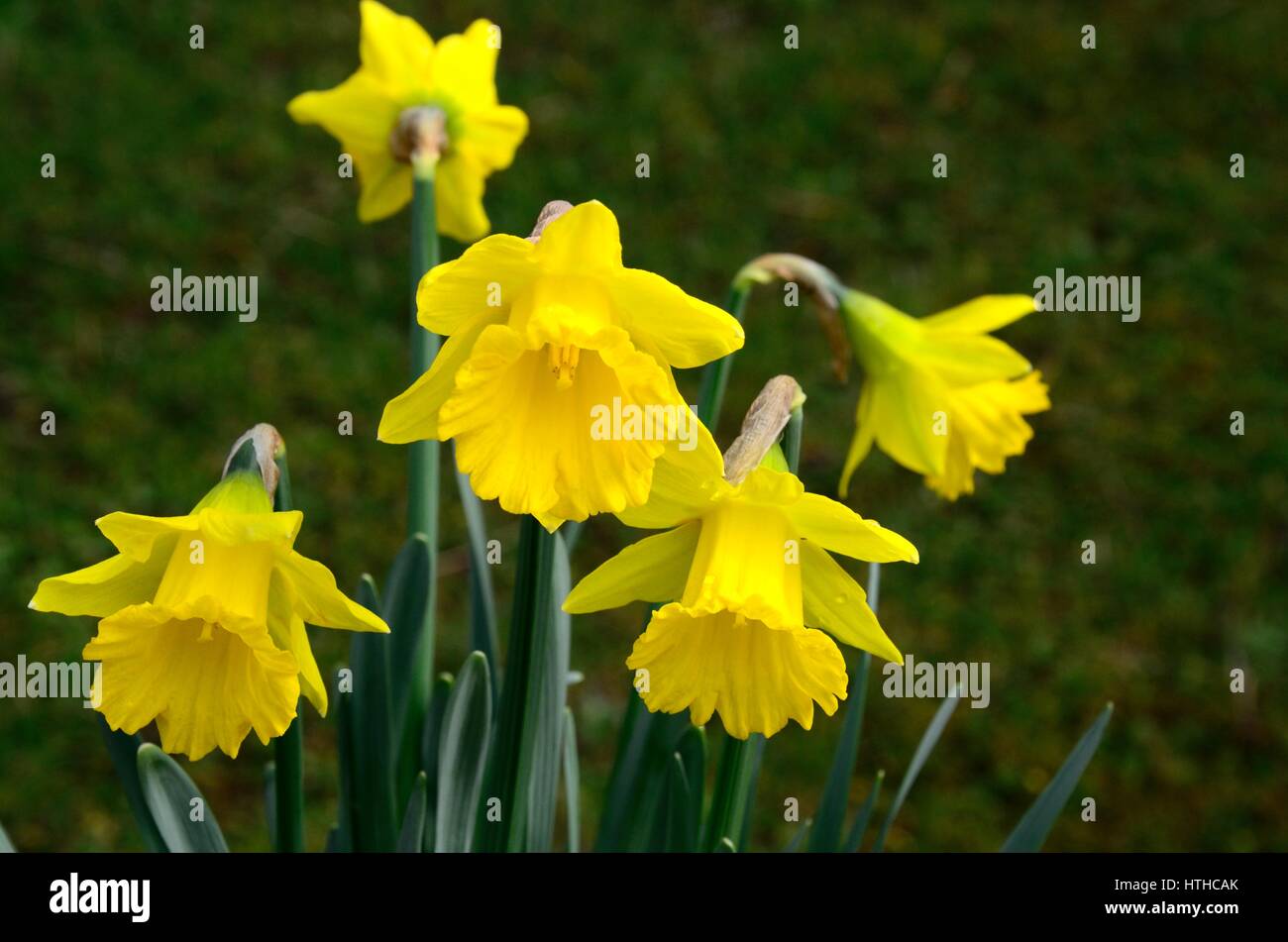 Tenby Daffodil daffodils Narcissus obvallaris Stock Photo - Alamy