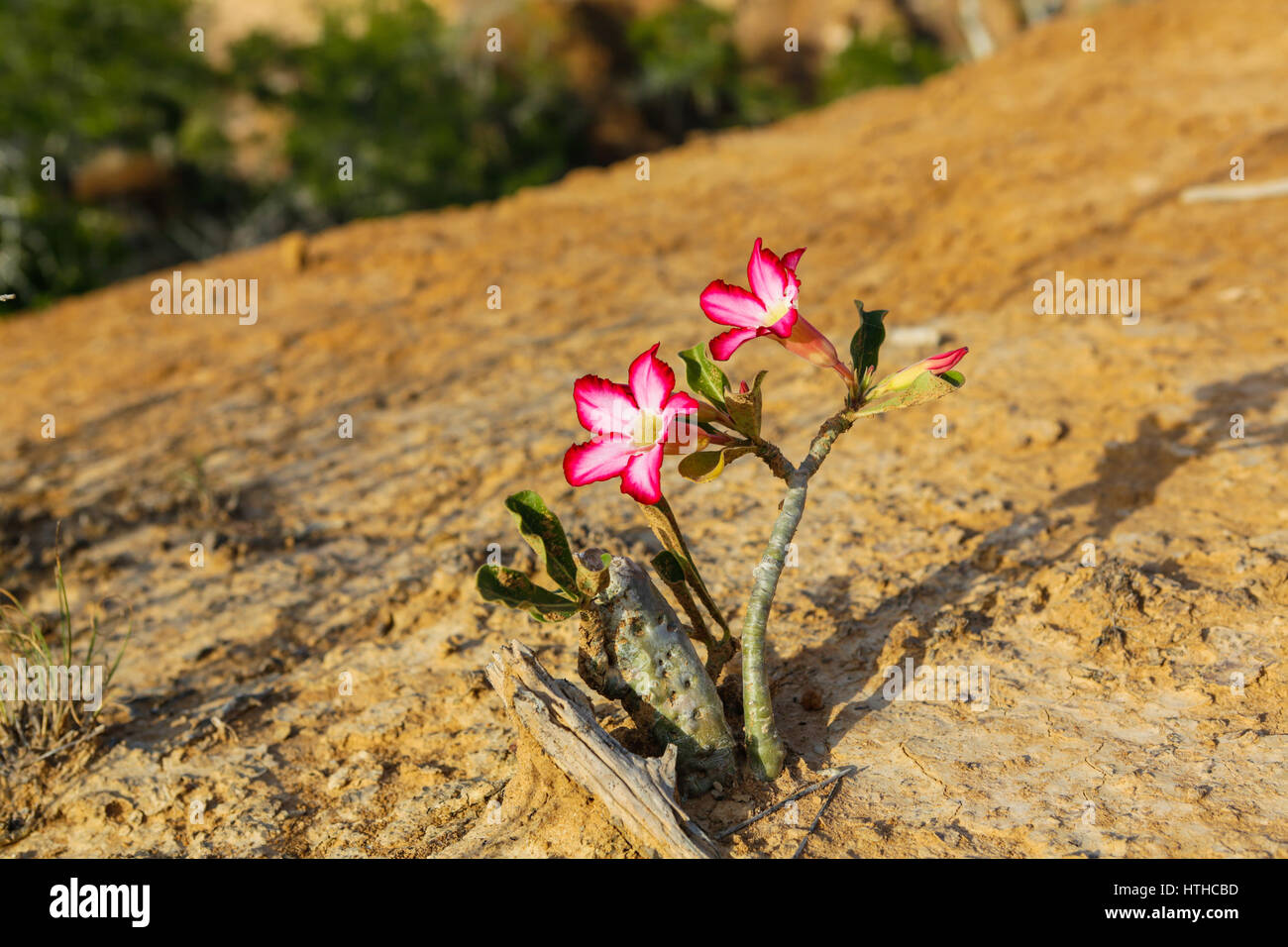 Kenya rose hi-res stock photography and images - Alamy