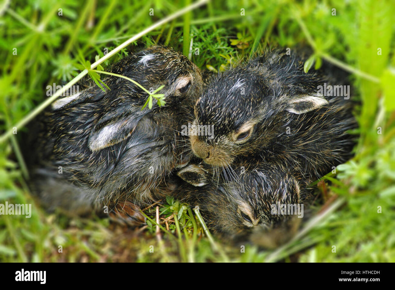 Newborn Wild Rabbits