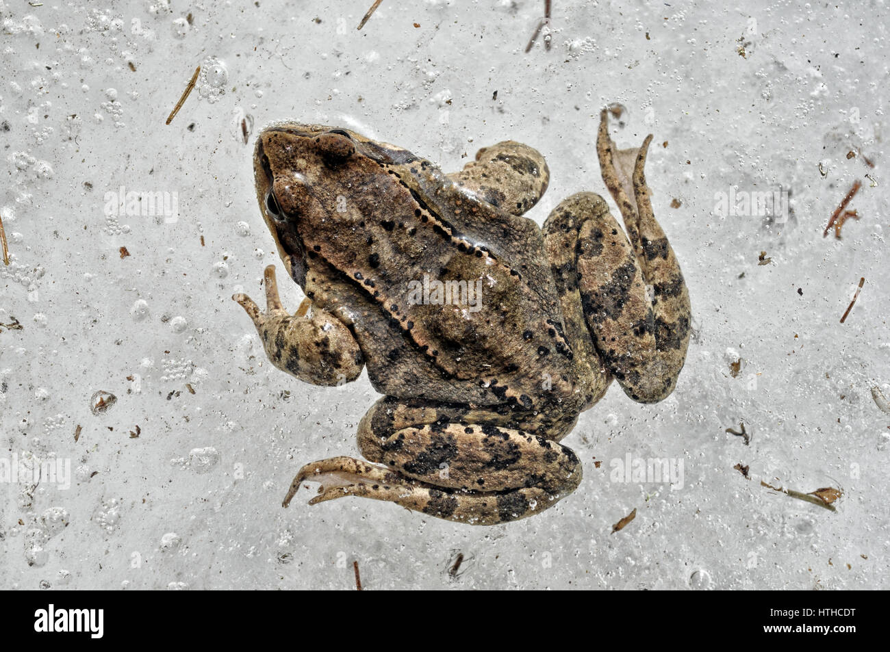 Drifting frog hi-res stock photography and images - Alamy