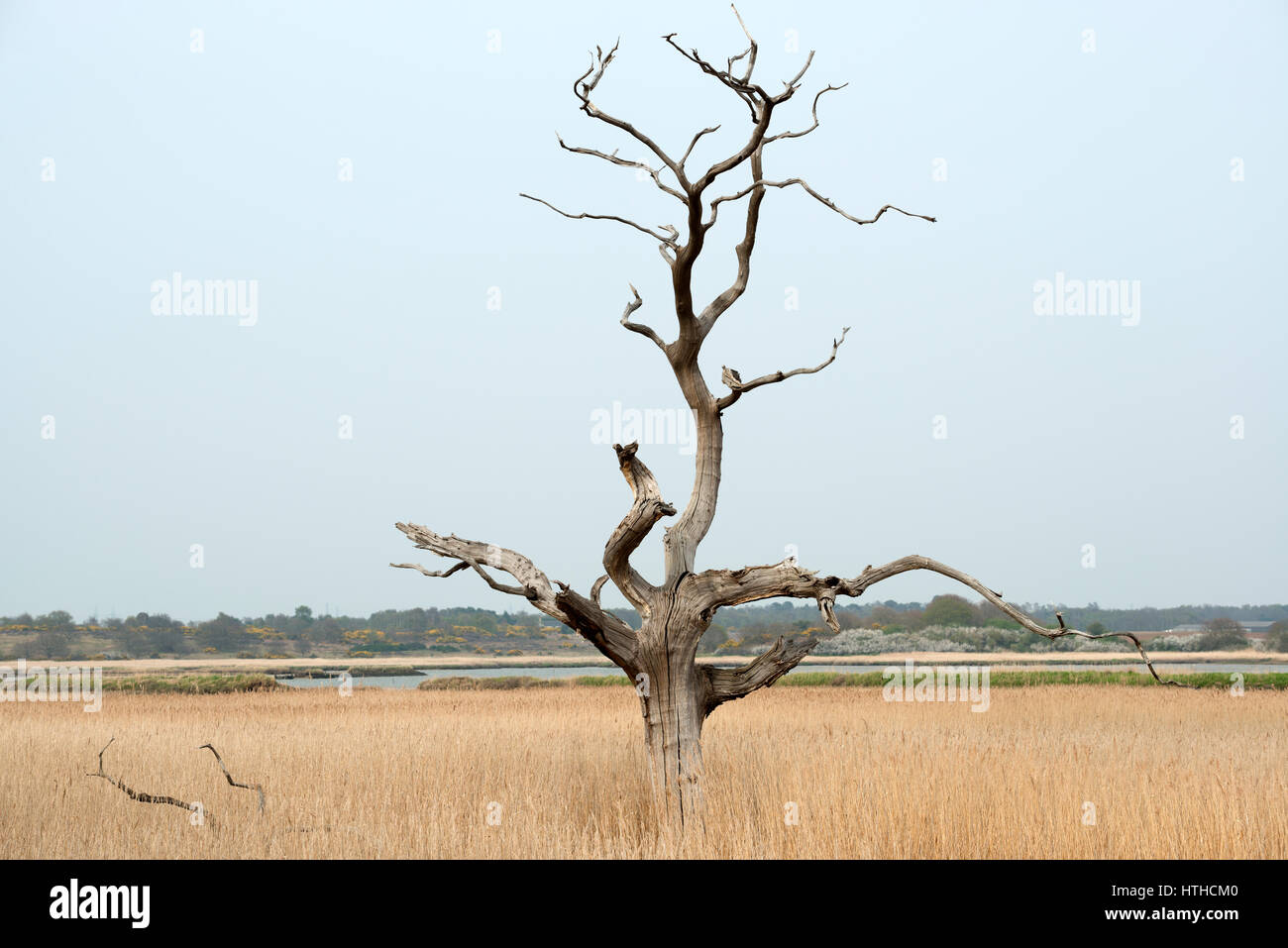 Dead tree Iken marshes, Suffolk, UK Stock Photo - Alamy