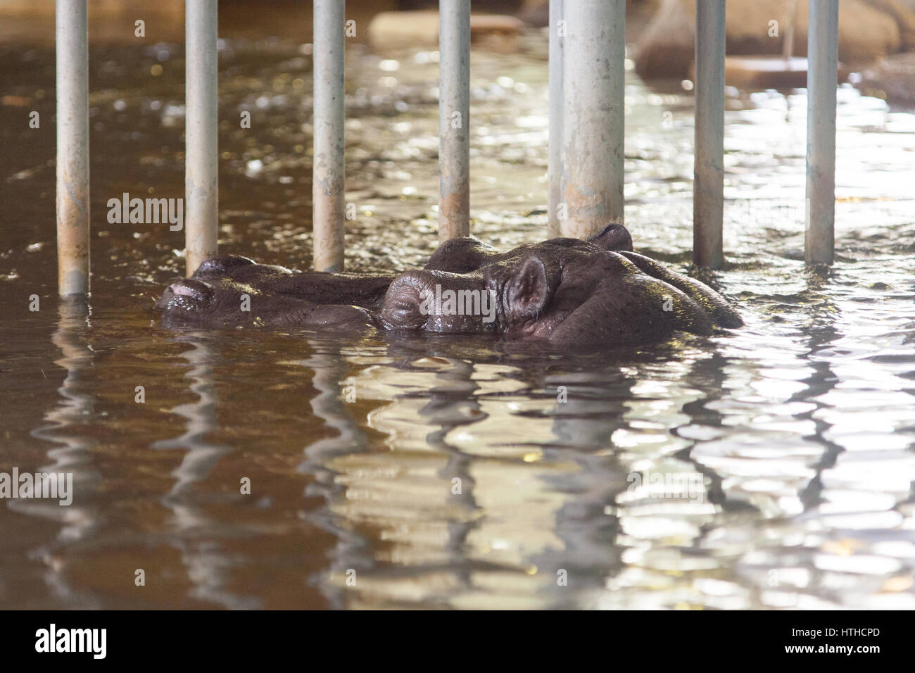Vienna Zoo, Tierpark Schoenbrunn, Vienna, Austria, Europe Stock Photo ...