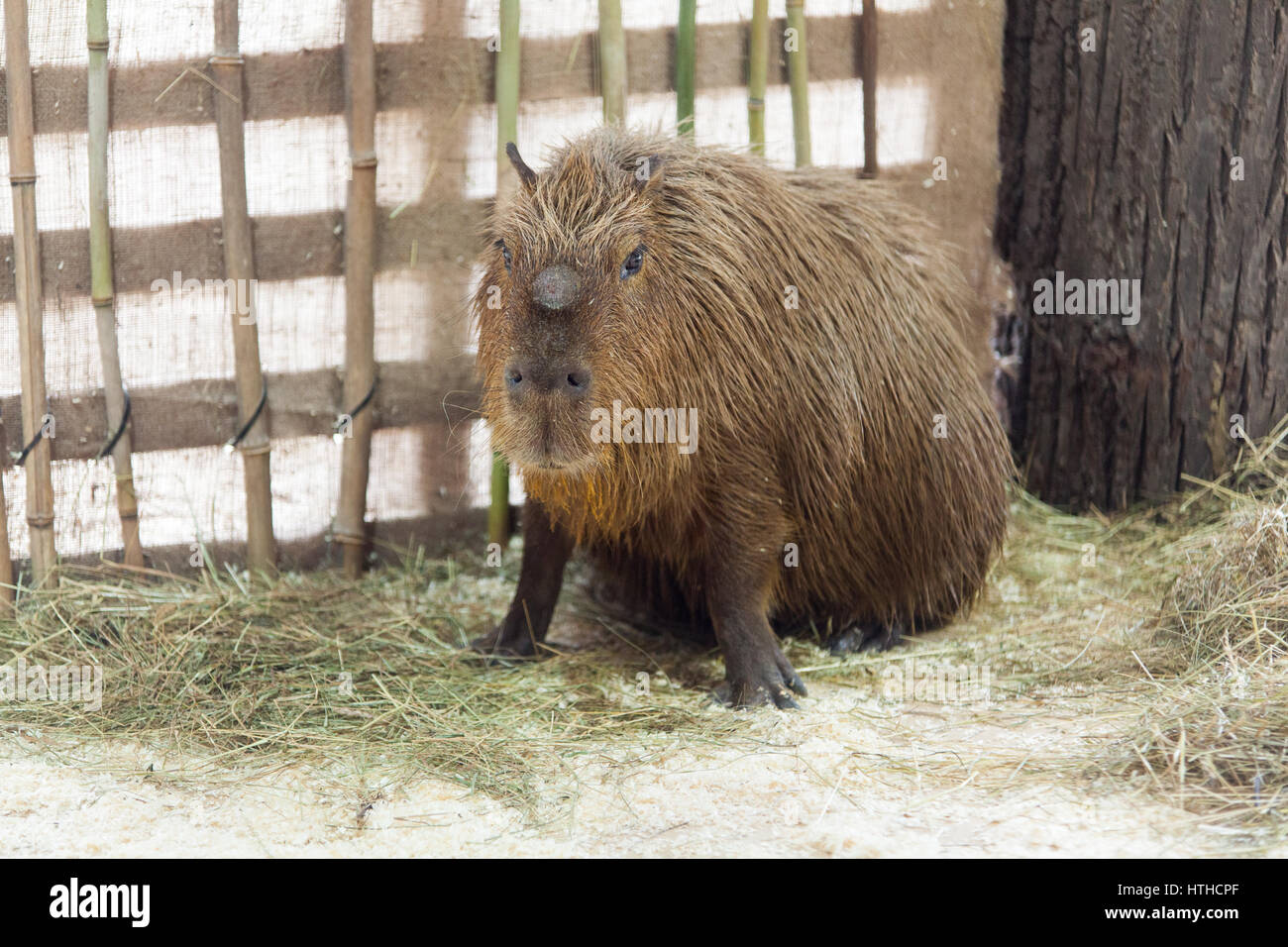 Capybara or water pig (Hydrochoerus hydrochaeris) Vienna Zoo, Tierpark ...