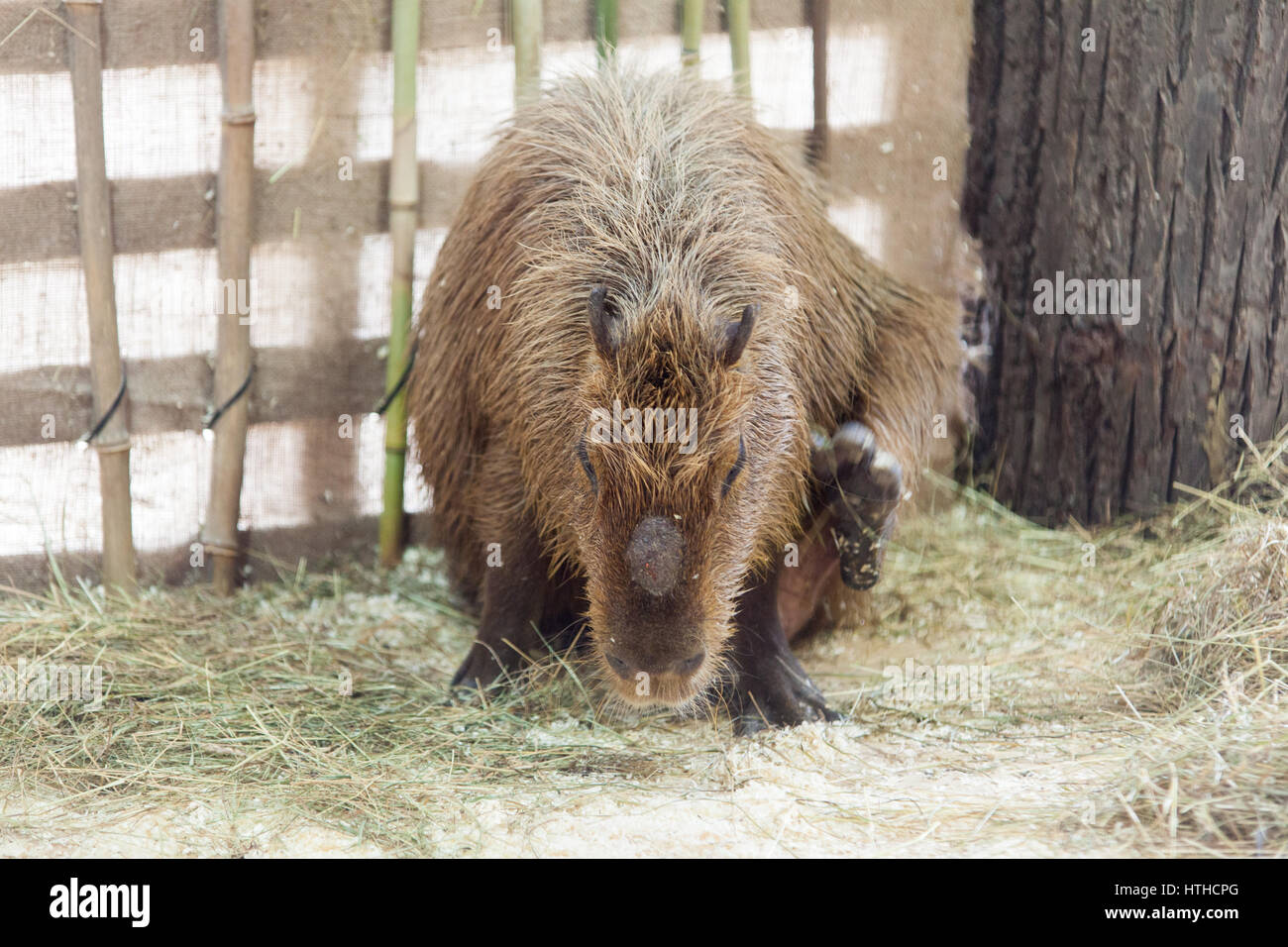 Capybara or water pig (Hydrochoerus hydrochaeris) Vienna Zoo, Tierpark ...