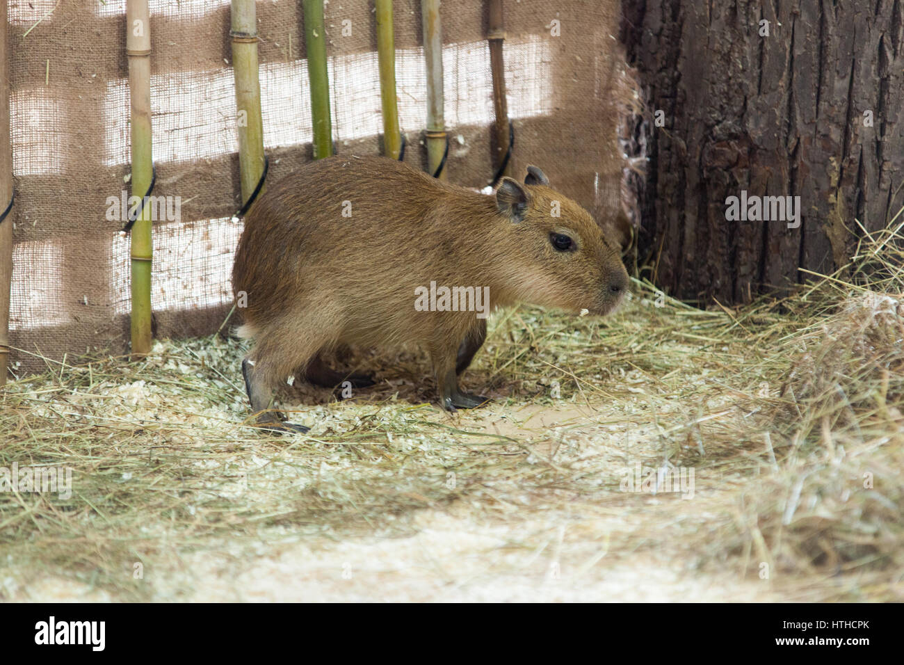 Capybara or water pig (Hydrochoerus hydrochaeris) Vienna Zoo, Tierpark ...