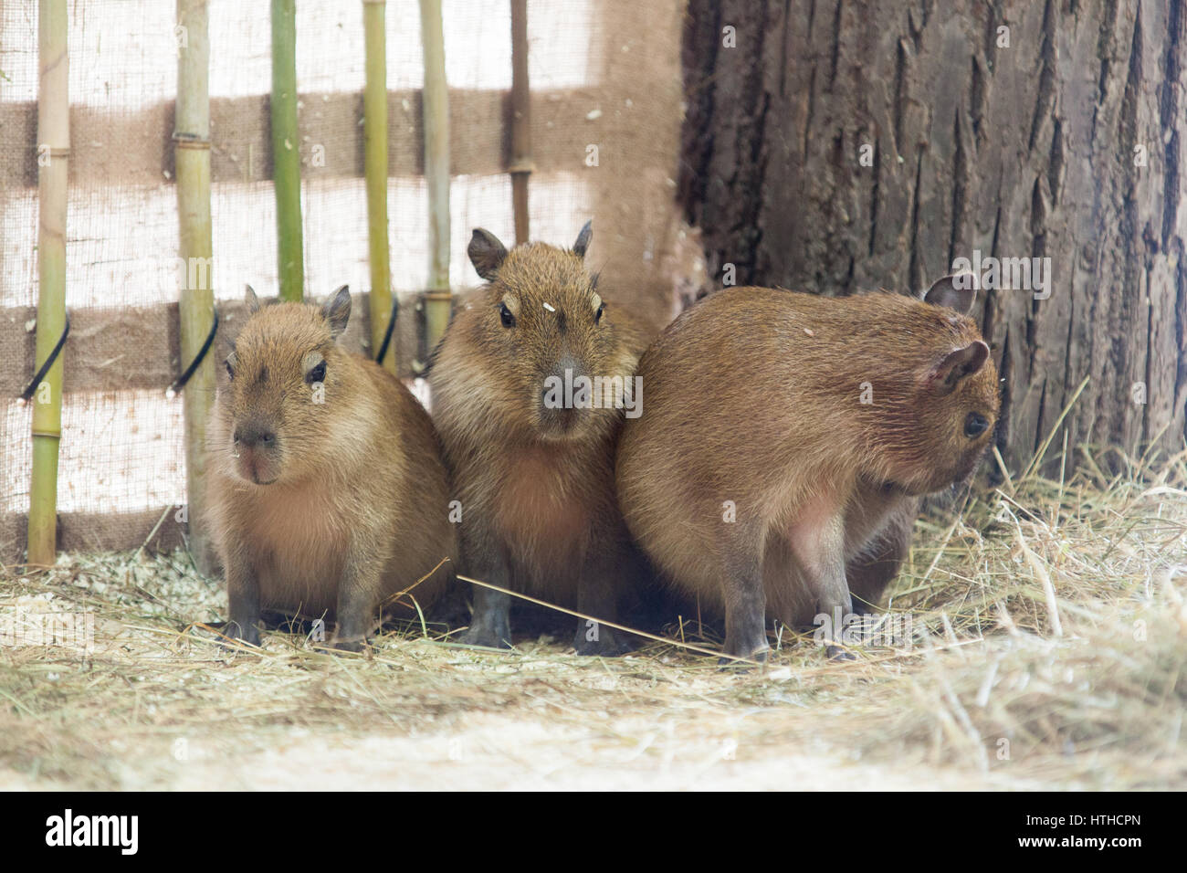 Capybara or water pig (Hydrochoerus hydrochaeris) Vienna Zoo, Tierpark ...