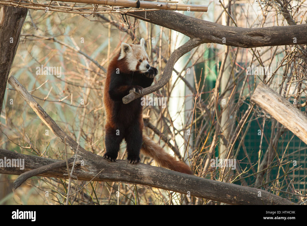 Red Panda (Ailurus fulgens), Vienna Zoo, Tierpark Schoenbrunn, Vienna ...