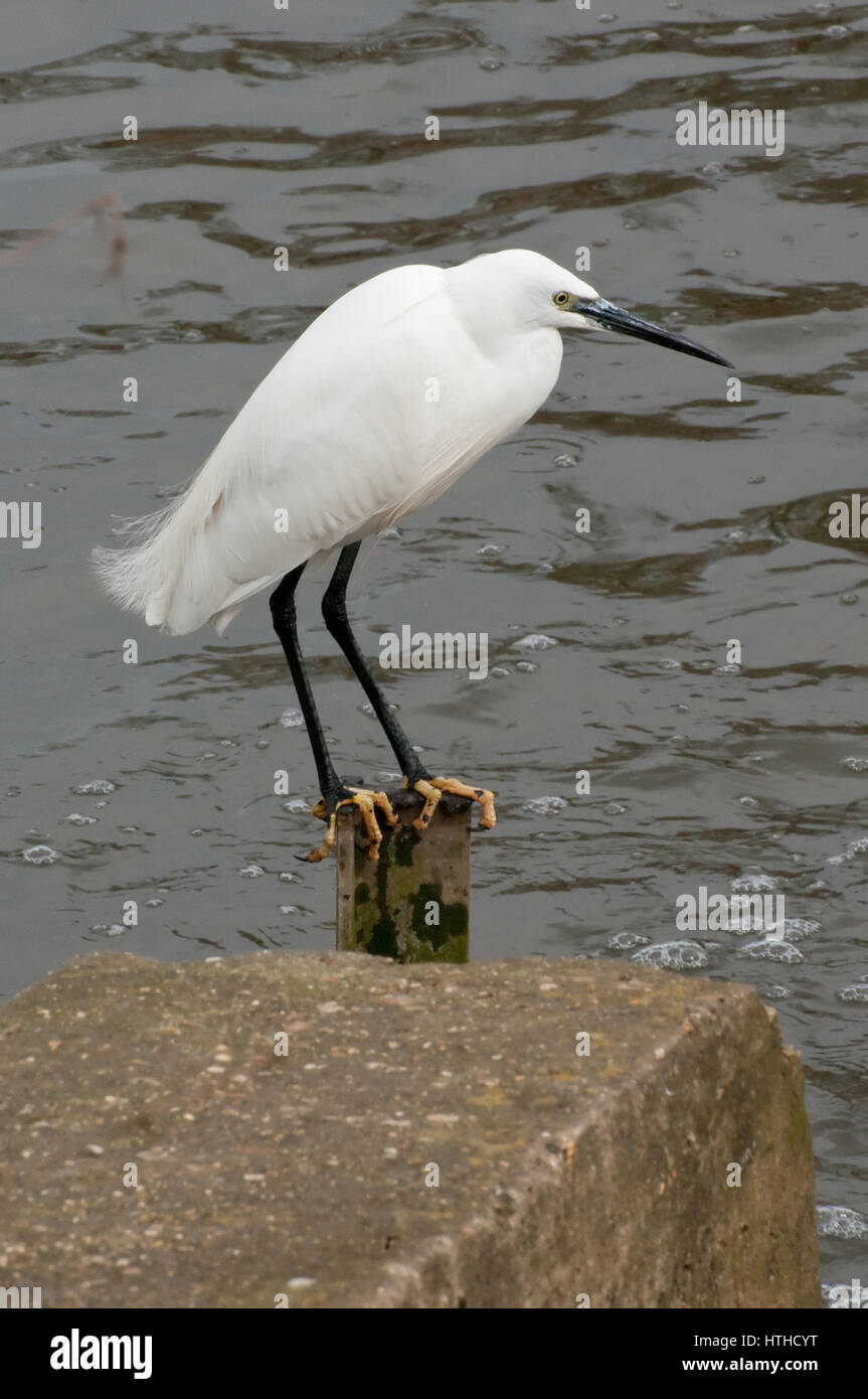 little egret fishing on flooded river stour Stock Photo - Alamy