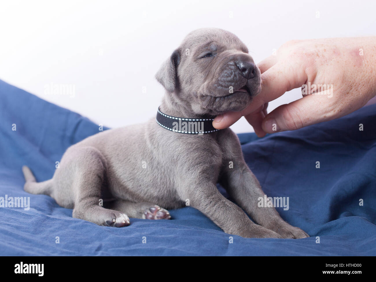 Gray Great Dane puppy purebred with a human hand Stock Photo - Alamy