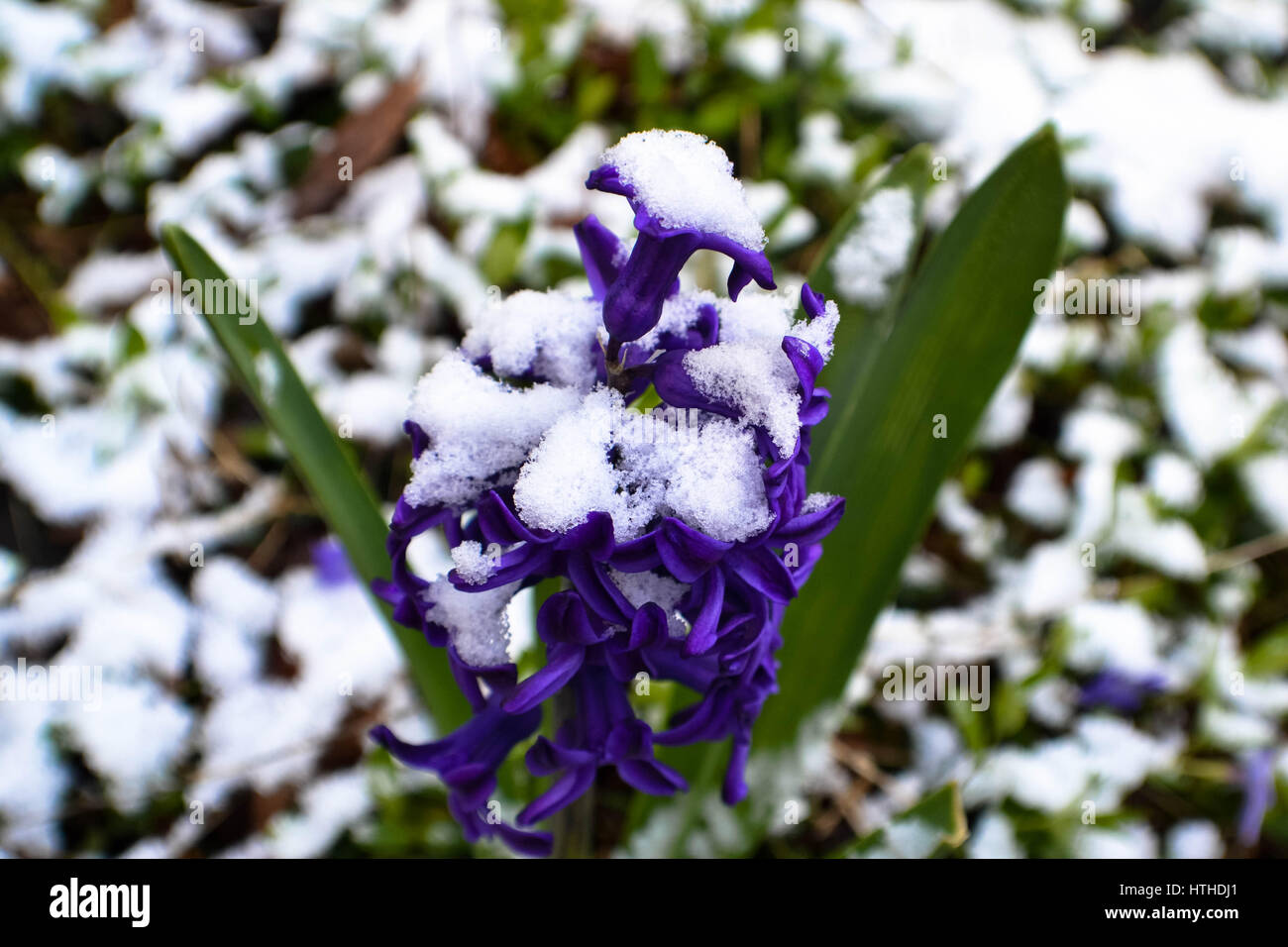 Snow covered Hyacinth Stock Photo - Alamy
