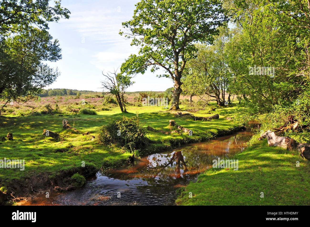 Forest stream and heathland landscape in the New Forest National Park ...