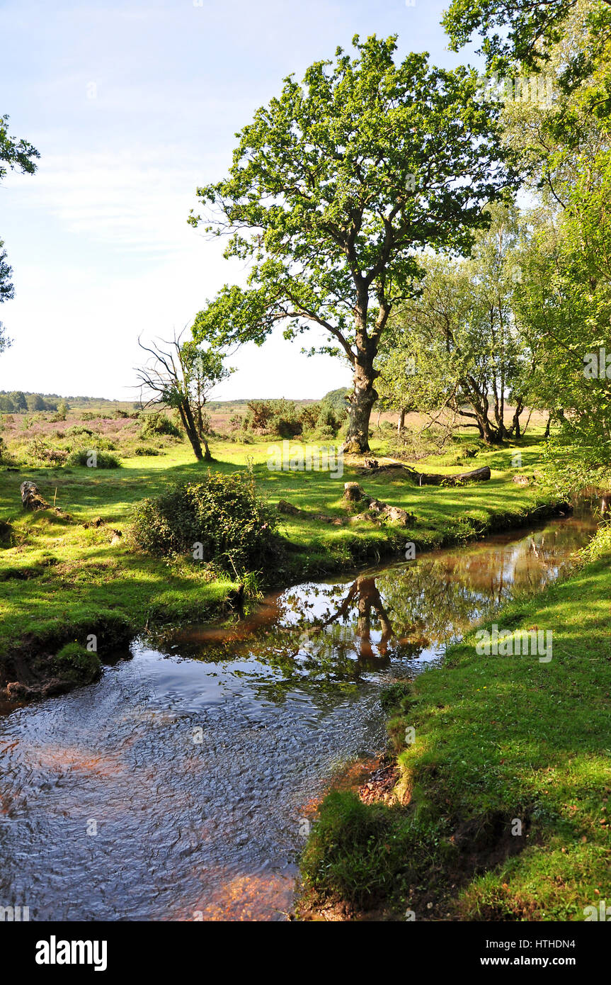 New forest landscape hampshire hi-res stock photography and images - Alamy