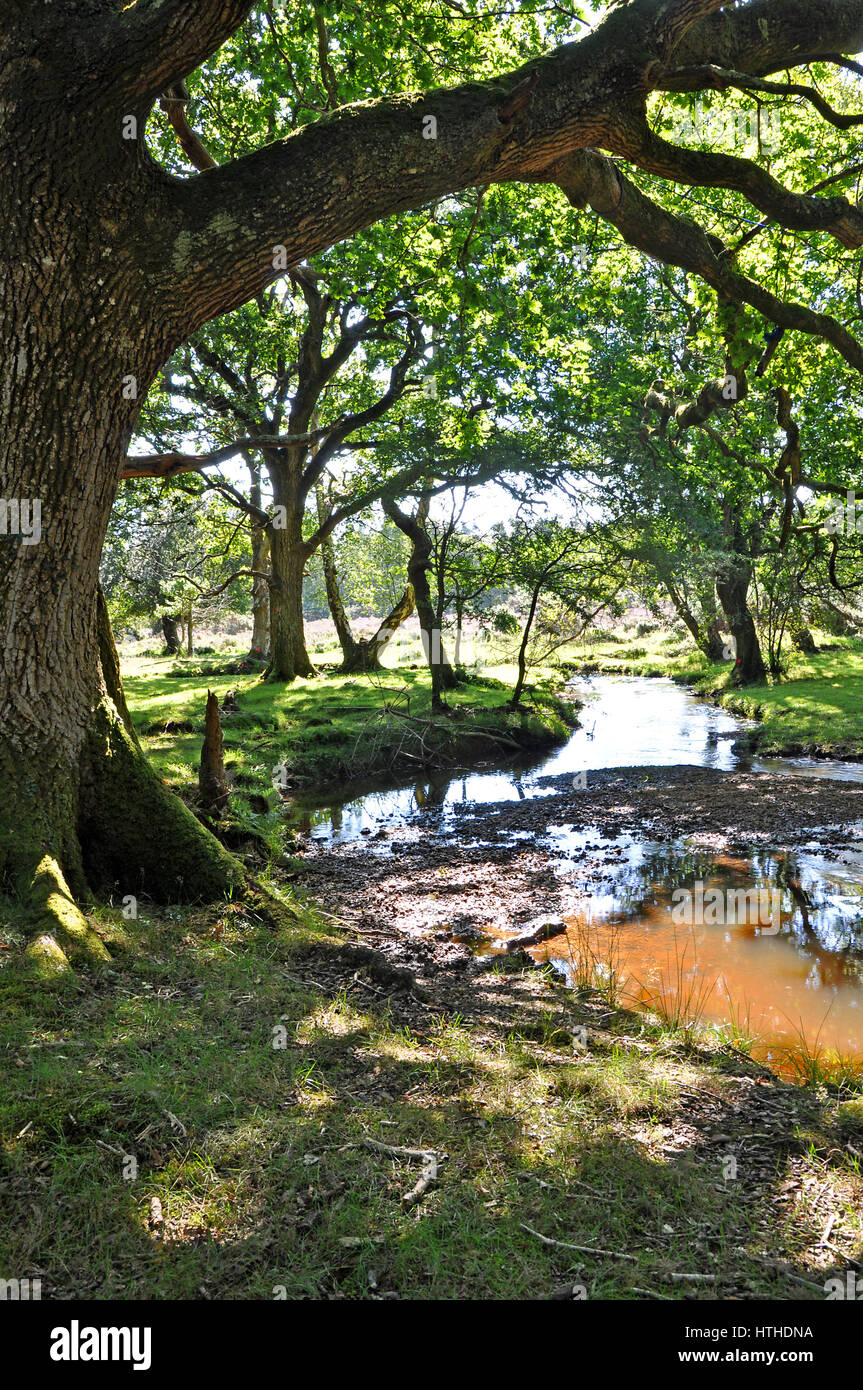 Winding forest stream in the New Forest National Park, Hampshire ...