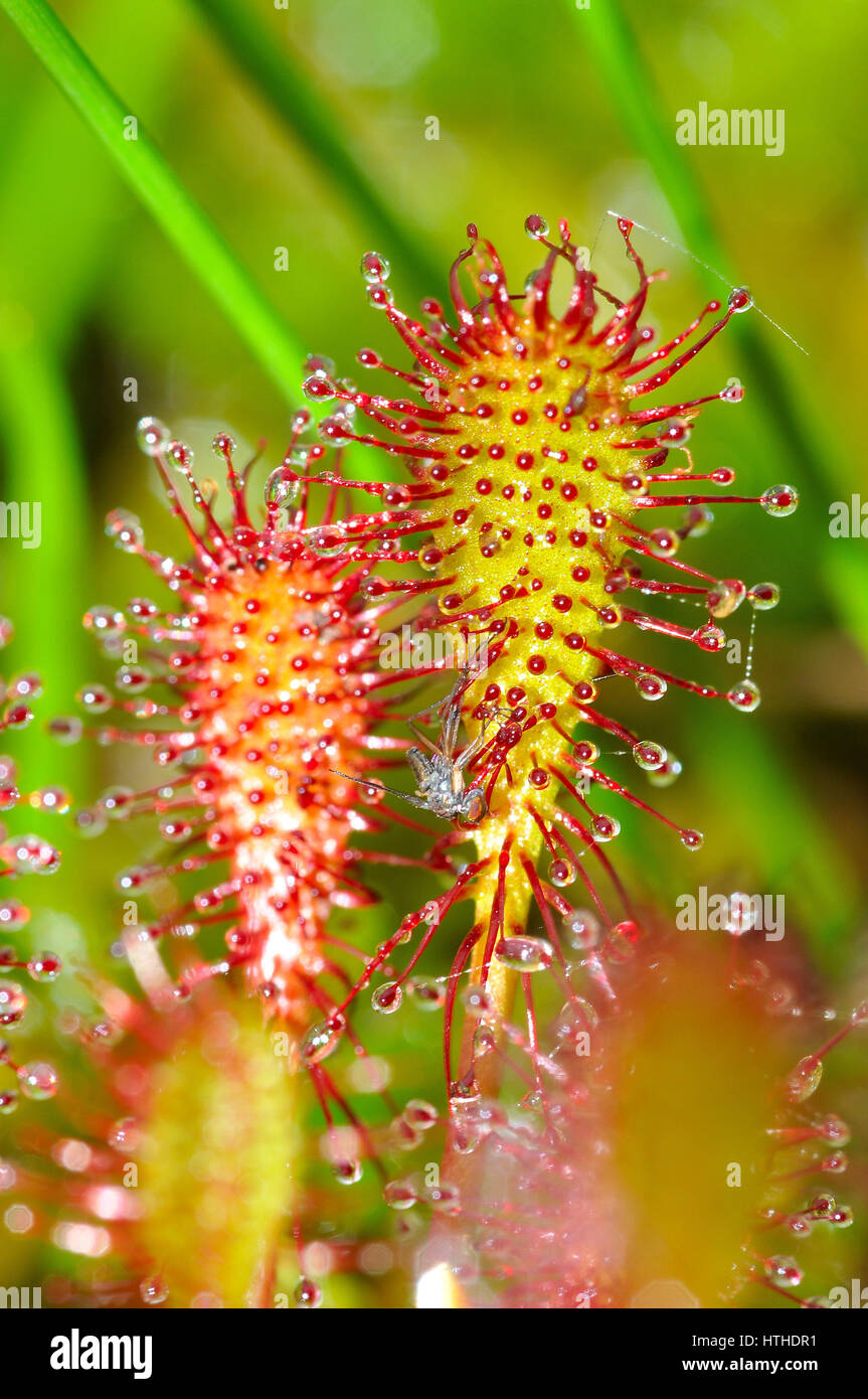 Sundew plant england hi-res stock photography and images - Alamy