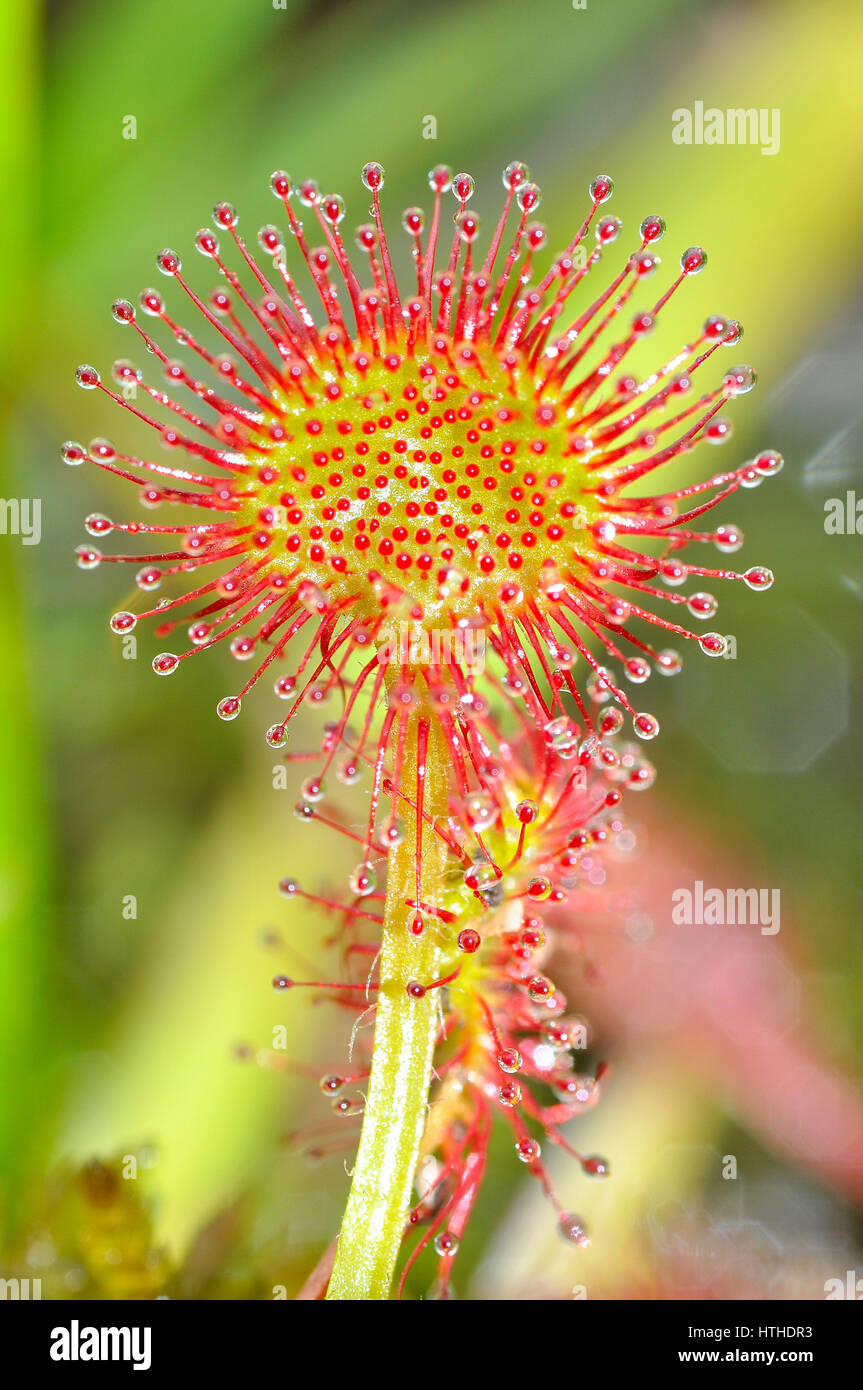 Round-Leaved Sundew Flower (Drosera Rotundifolia Stock Photo - Alamy