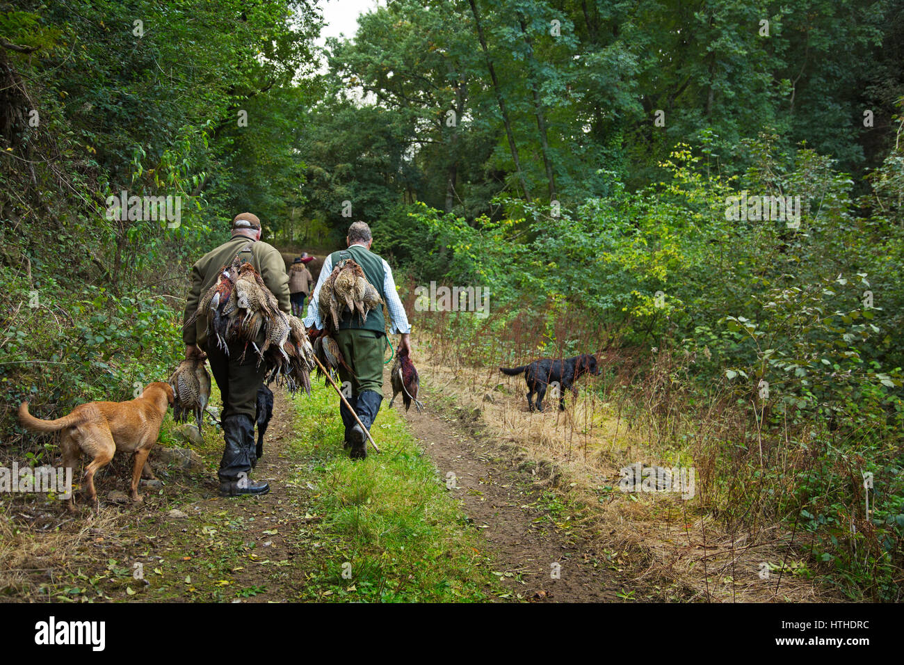 Pheasant shooting hi-res stock photography and images - Alamy