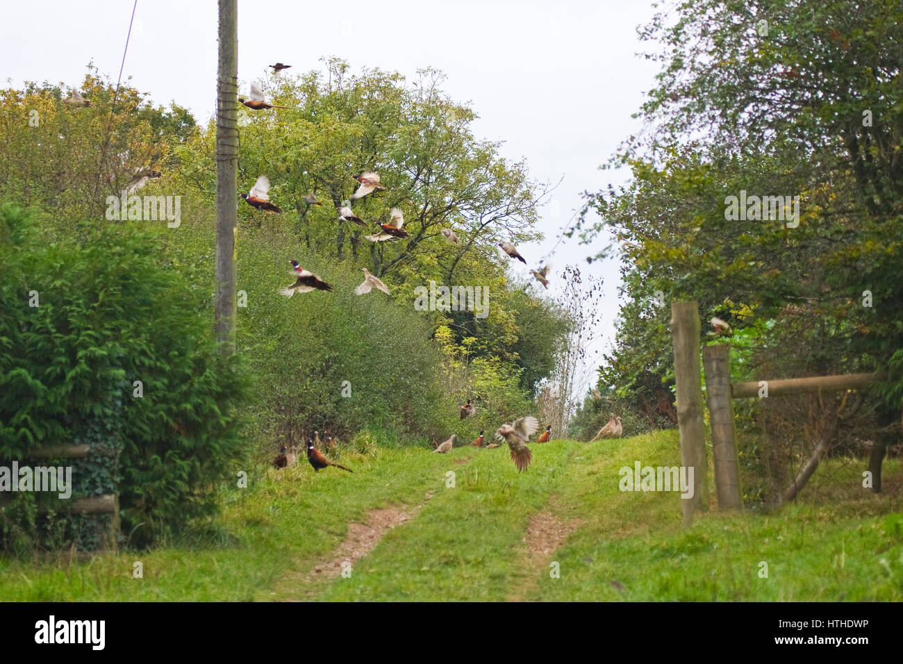 Pheasant flushing point at a Game Shoot Stock Photo - Alamy