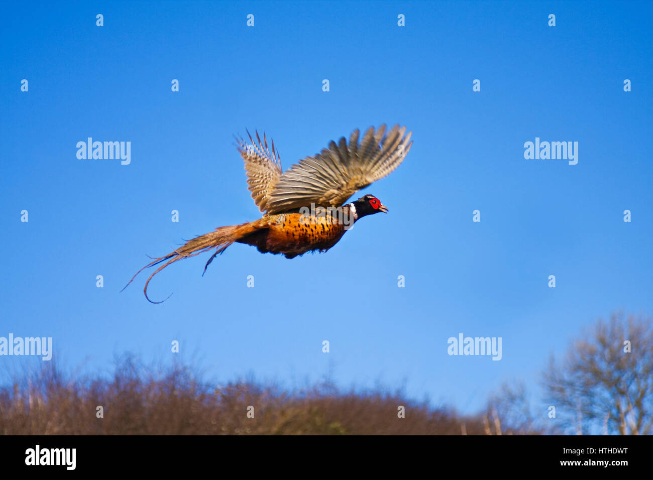 Pheasant Taking Off