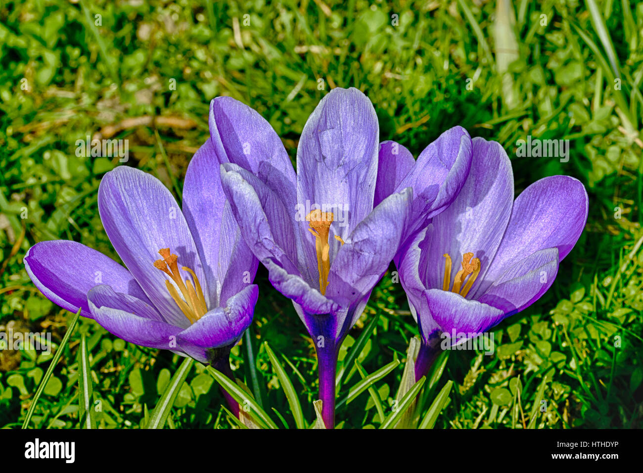 Three Of A Kind Stock Photo Alamy Three Of A Kind Stock Photo Alamy
