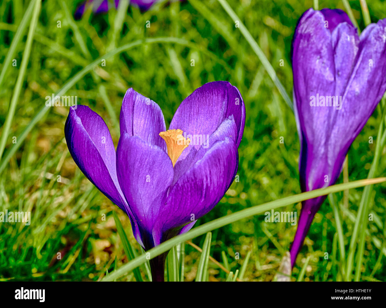 Duo color beautiful flowers hi-res stock photography and images - Alamy