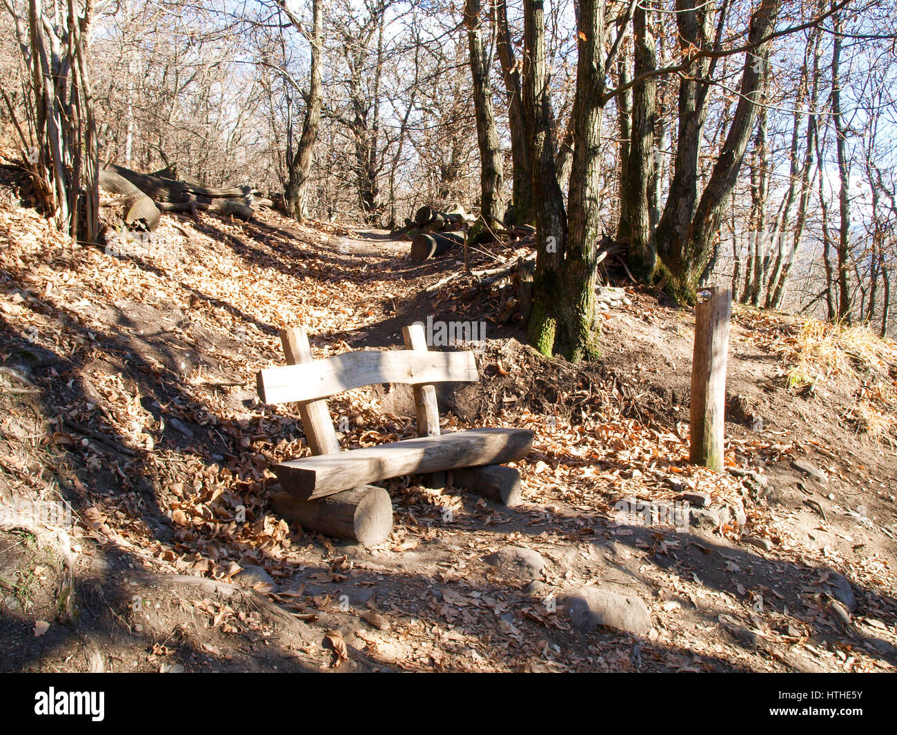 Hardwood forest bench hi-res stock photography and images - Alamy