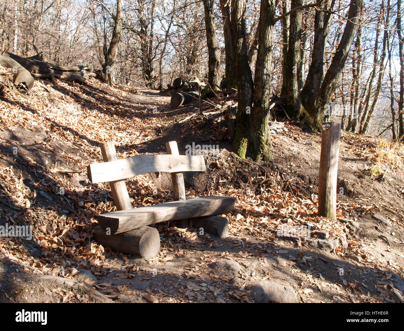 Hardwood forest bench hi-res stock photography and images - Alamy