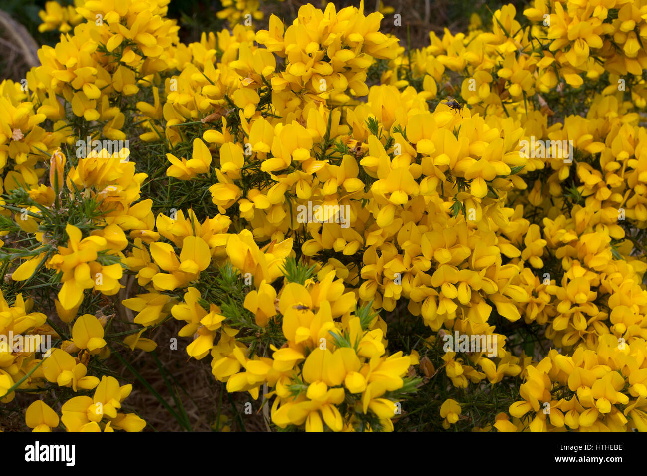 Cytisus hi-res stock photography and images - Alamy