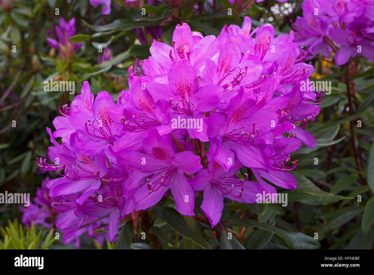 Rhododendron, Rhododendron ponticum, close-up of flowers, Glen Garry ...