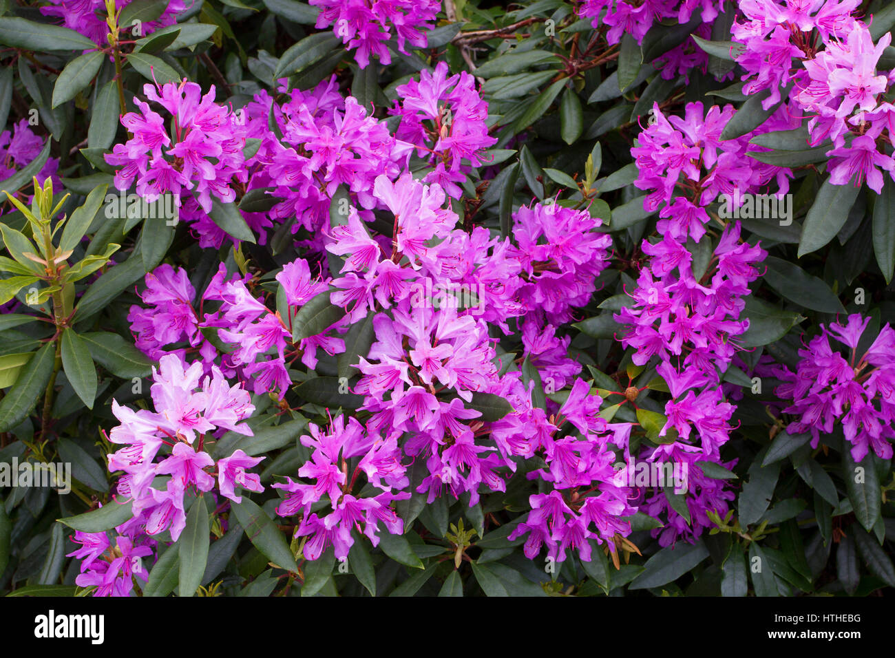 Rhododendron ponticum invasive hi-res stock photography and images - Alamy