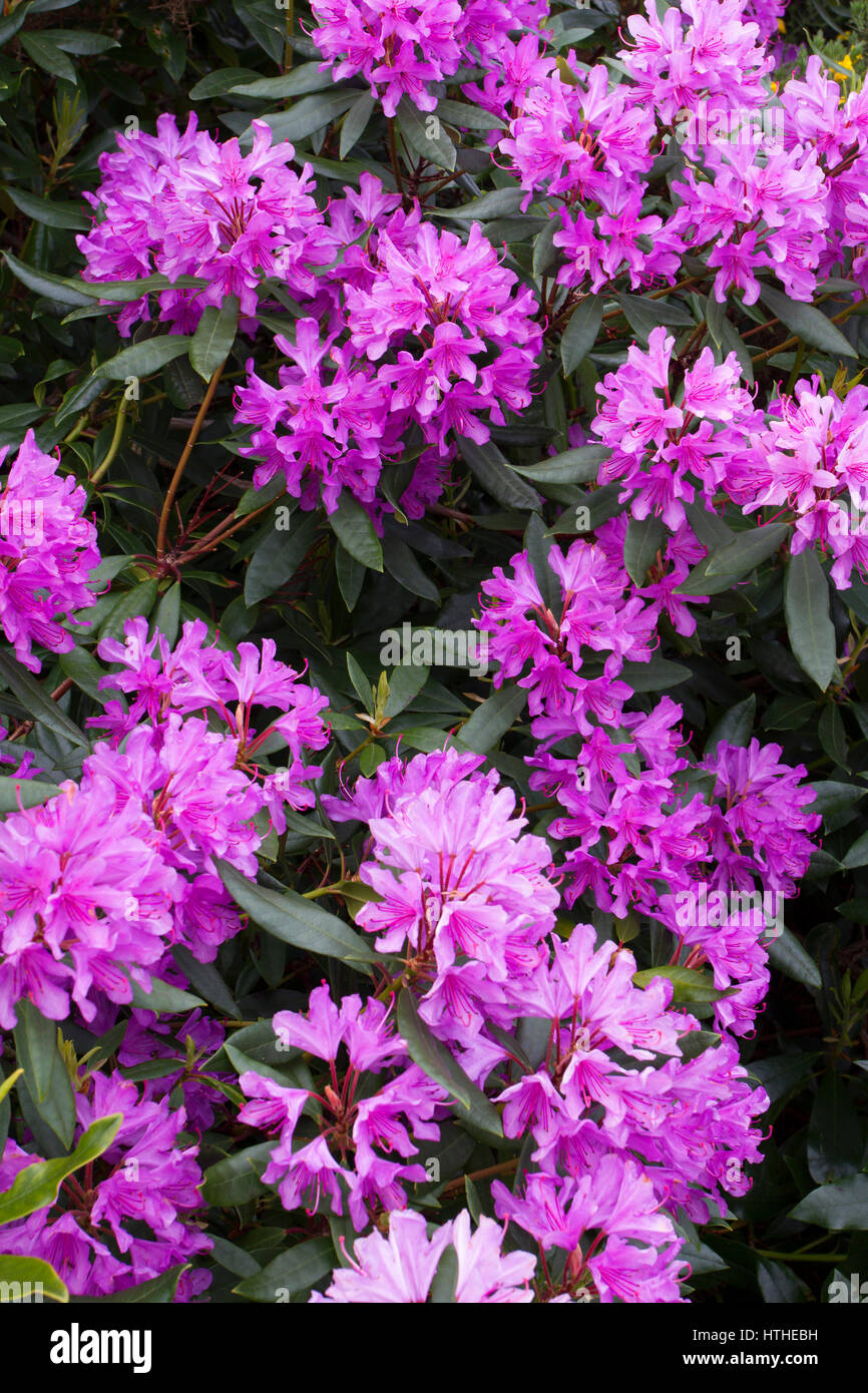 Rhododendron ponticum invasive hi-res stock photography and images - Alamy