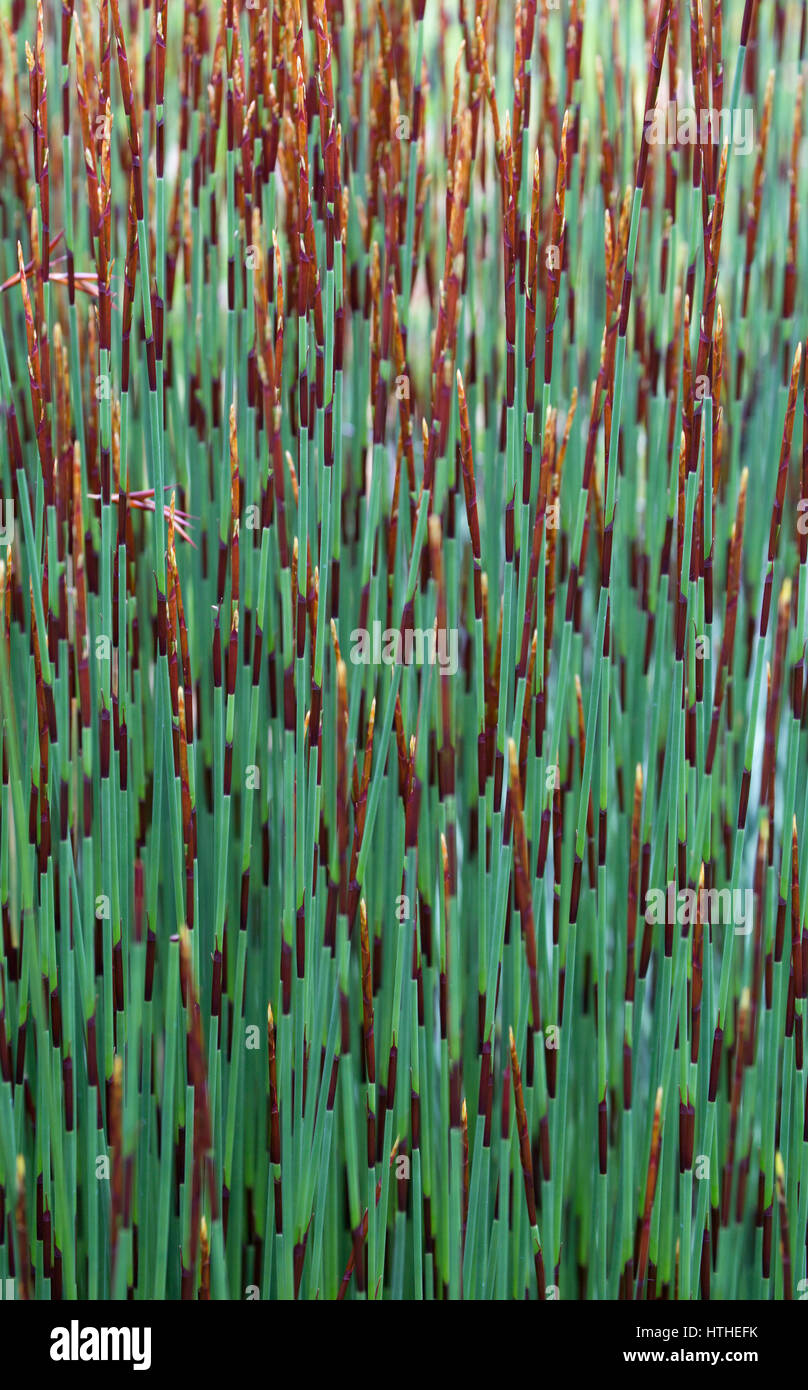 Restio - close-up. From Fynbos region of South Africa, The Eden Project ...