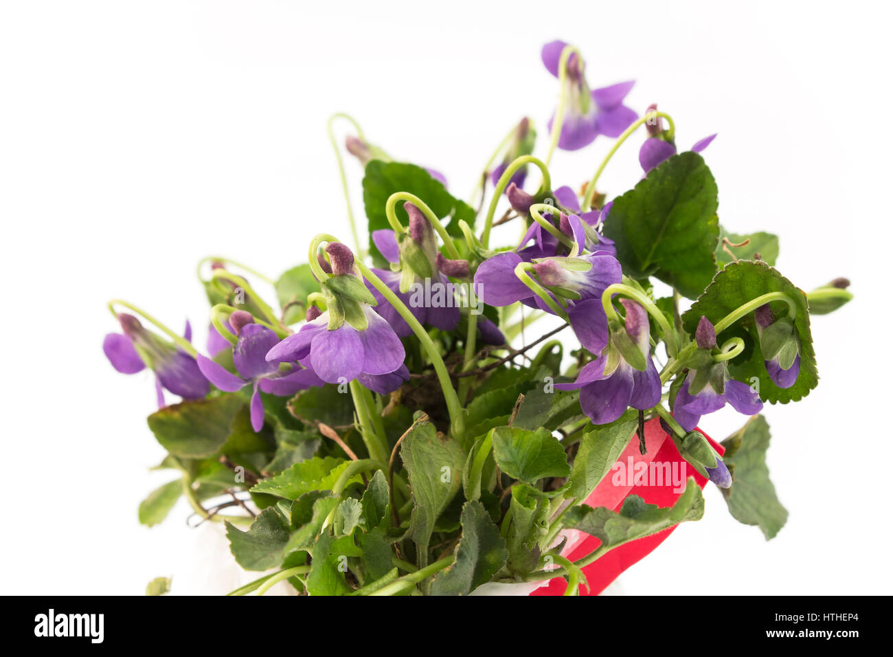 Bunch Of Violets High Resolution Stock Photography and Images - Alamy