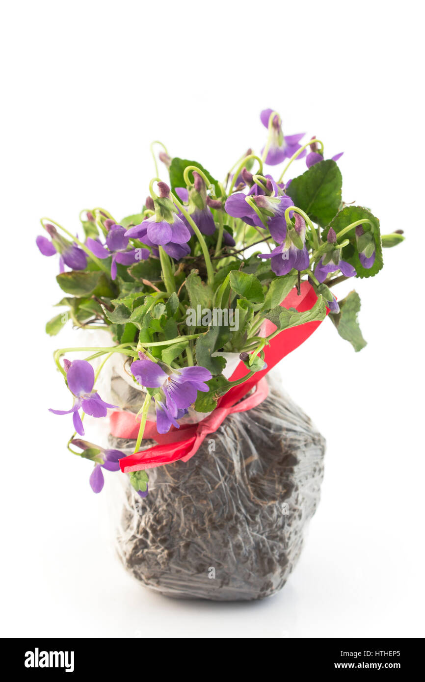 Bunch Violets, Viola Odorata, Punch Earth as a Gift Stock Photo - Alamy