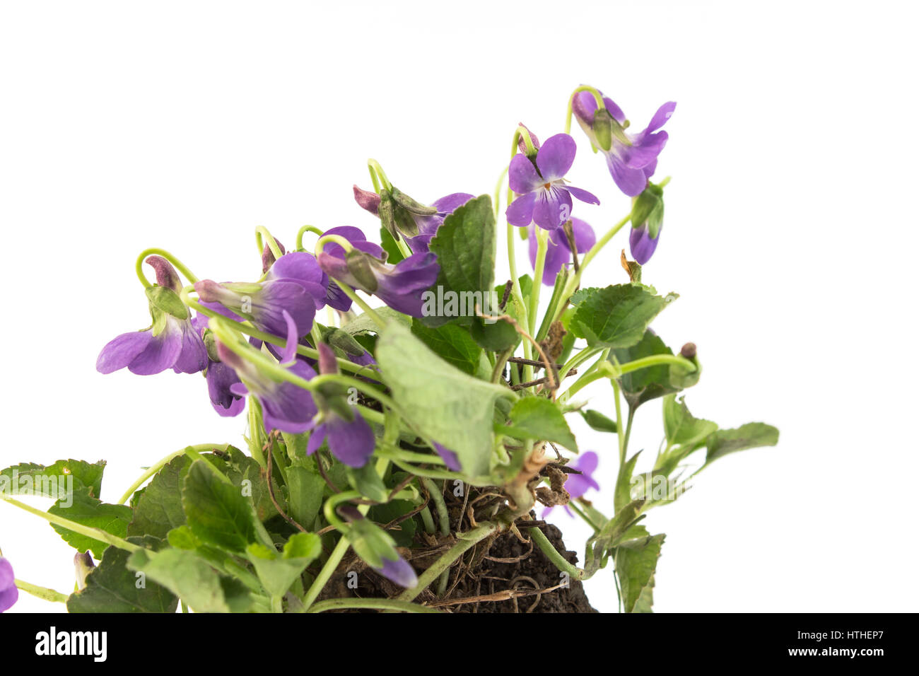 Bunch Violets, Viola Odorata, on White Background Stock Photo - Alamy