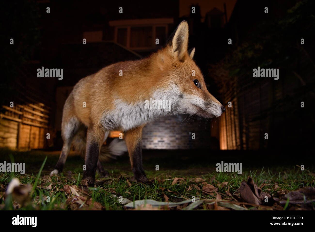Uk night time garden hi-res stock photography and images - Alamy
