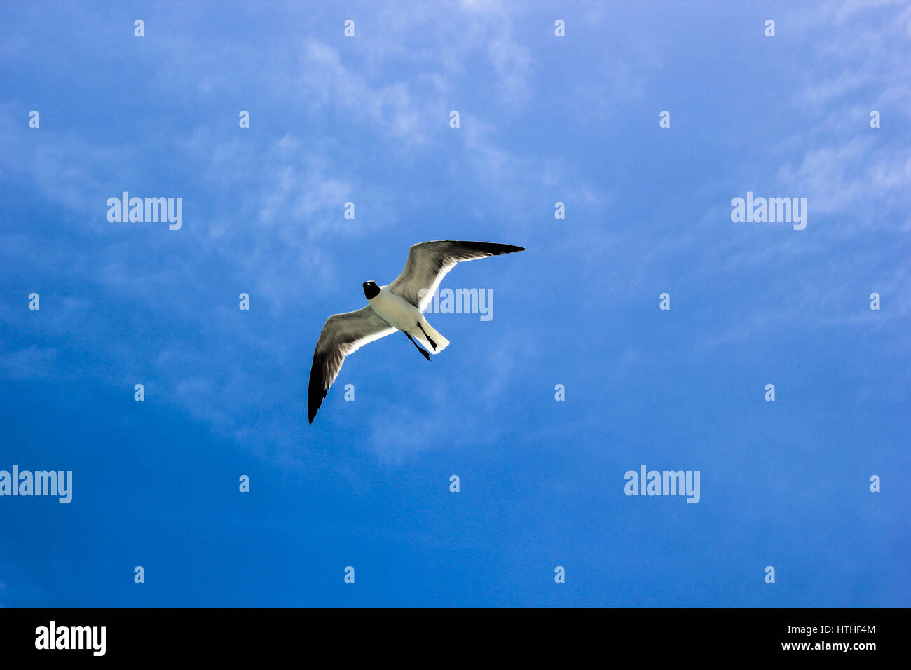 Florida keys birds hi-res stock photography and images - Alamy
