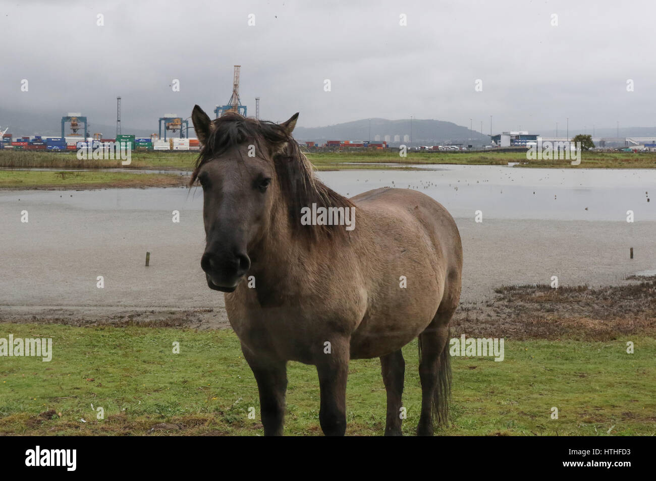 Koniks outside the window of the RSPB Reserve at Belfast Lough, Belfast ...