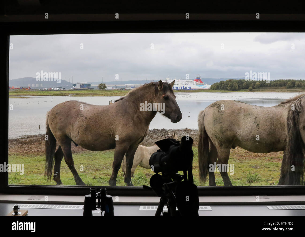 Koniks outside the window of the RSPB Reserve at Belfast Lough, Belfast ...