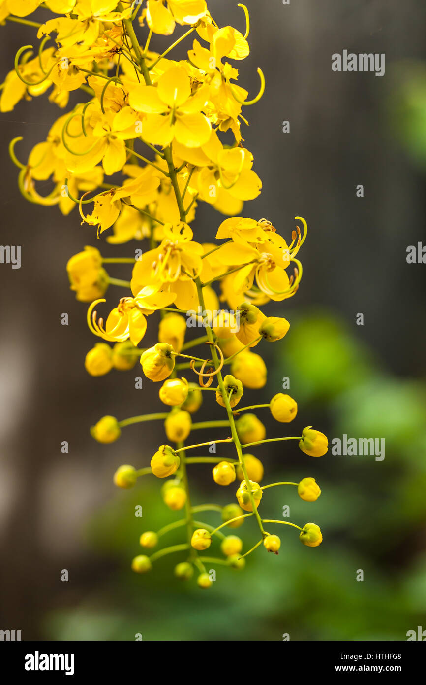 Kanikkonna Stock Photos & Kanikkonna Stock Images - Alamy